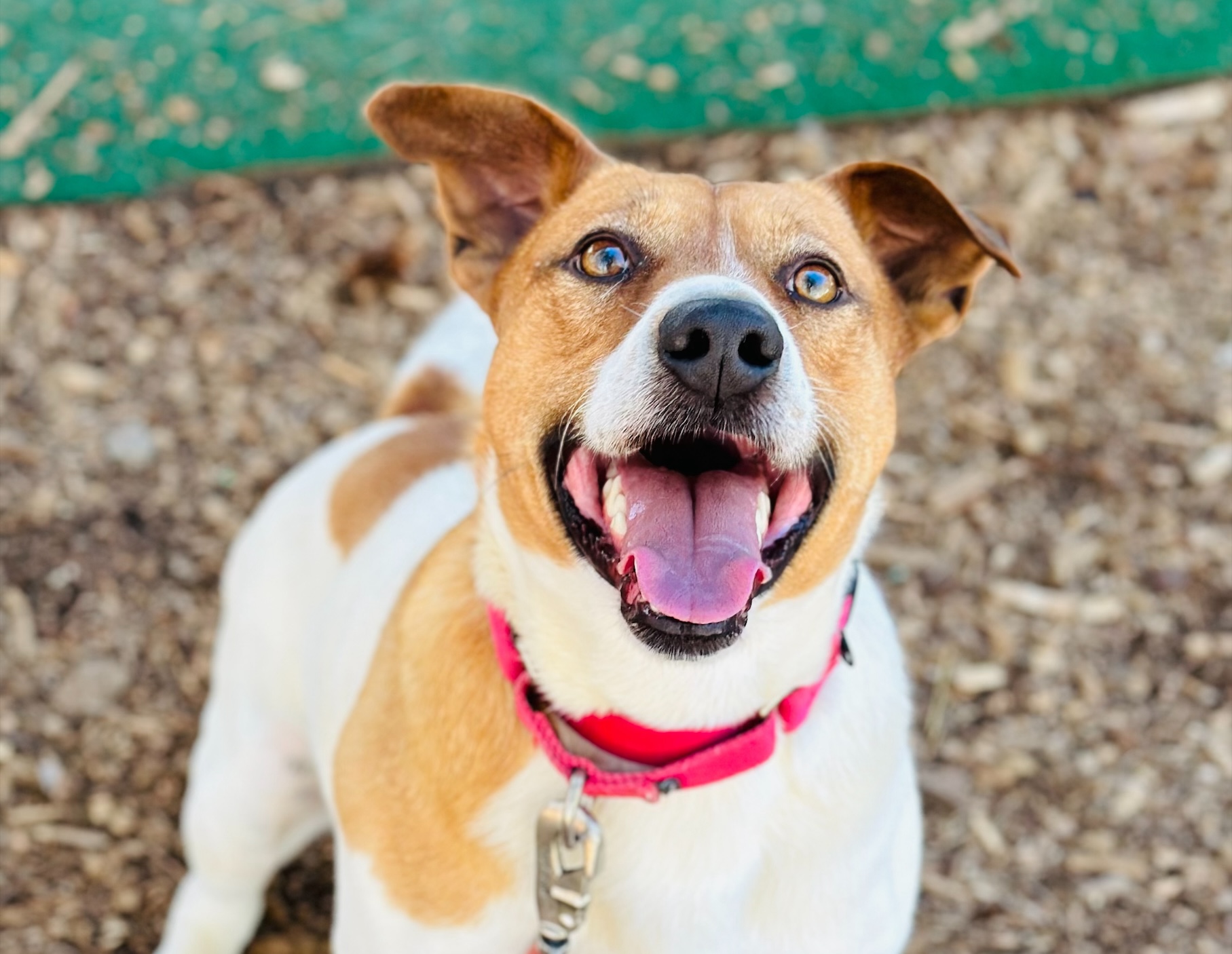Bruno is a joyful Jack Russell mix ready for adoption! - Now Habersham