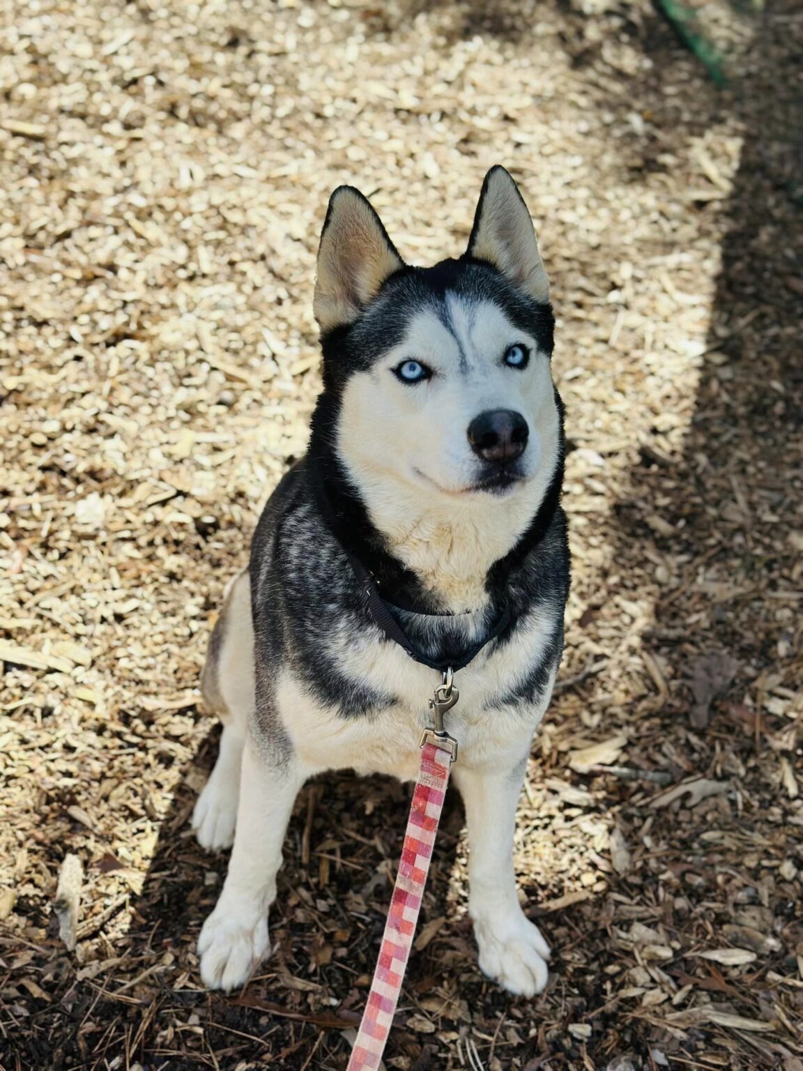 Denali: Huggable Husky waiting on forever home - Now Habersham