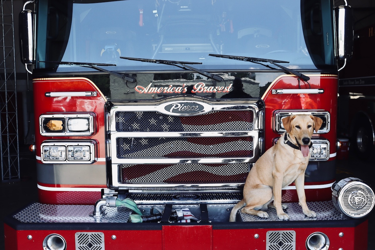 Hall County Fire Rescue launches Arson Dog Program - Now Habersham
