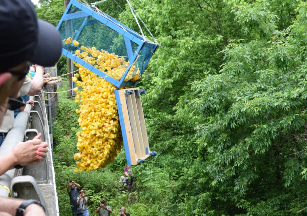 Volunteers For Literacy’s Duck Race was the largest yet - Now Habersham