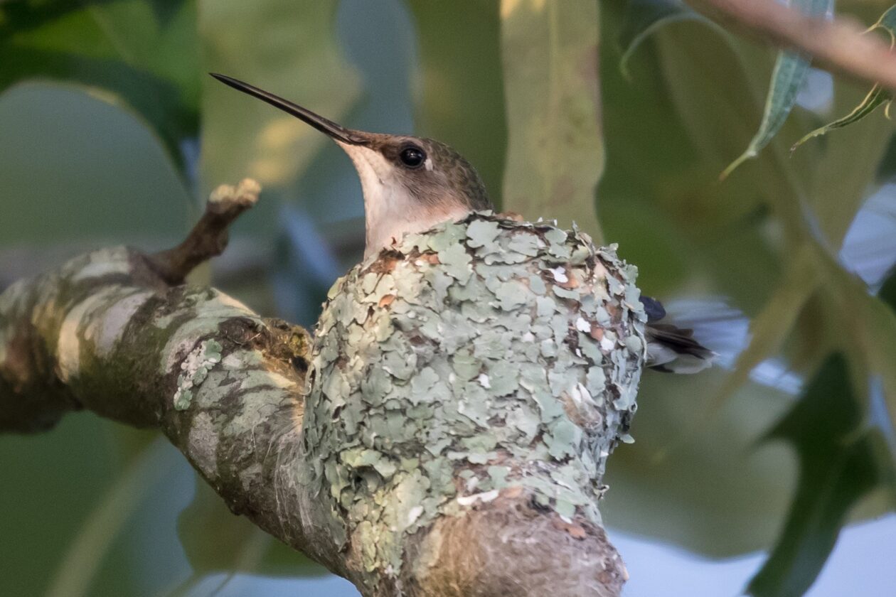 Finding a hummingbird nest - Now Habersham