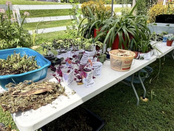 Hardman Farm Harvest Festival and Plant Swap Aug. 24 - Now Habersham