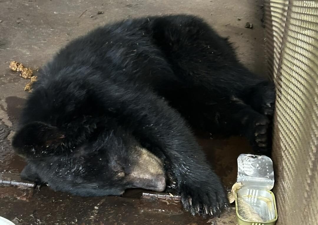 An injured bear cub rescued in North Georgia had to be euthanized. Here ...