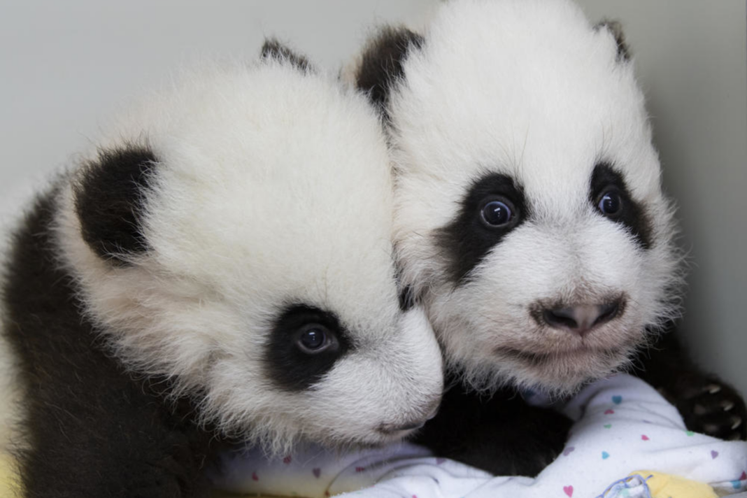 After two decades, Zoo Atlanta says goodbye to its giant pandas - Now ...