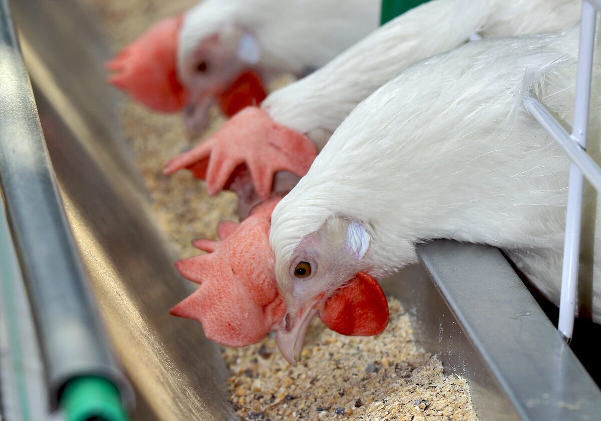 Georgia officials lift suspension of poultry activities - Now Habersham