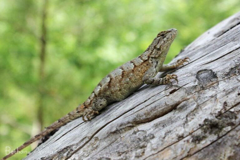 Elachee Nature Center’s weekly walks are a gateway to nature’s wonders ...