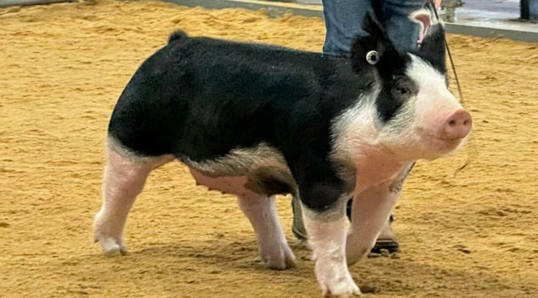 Lumpkin County FFA Pig Raffle: Supporting future farmers and ...