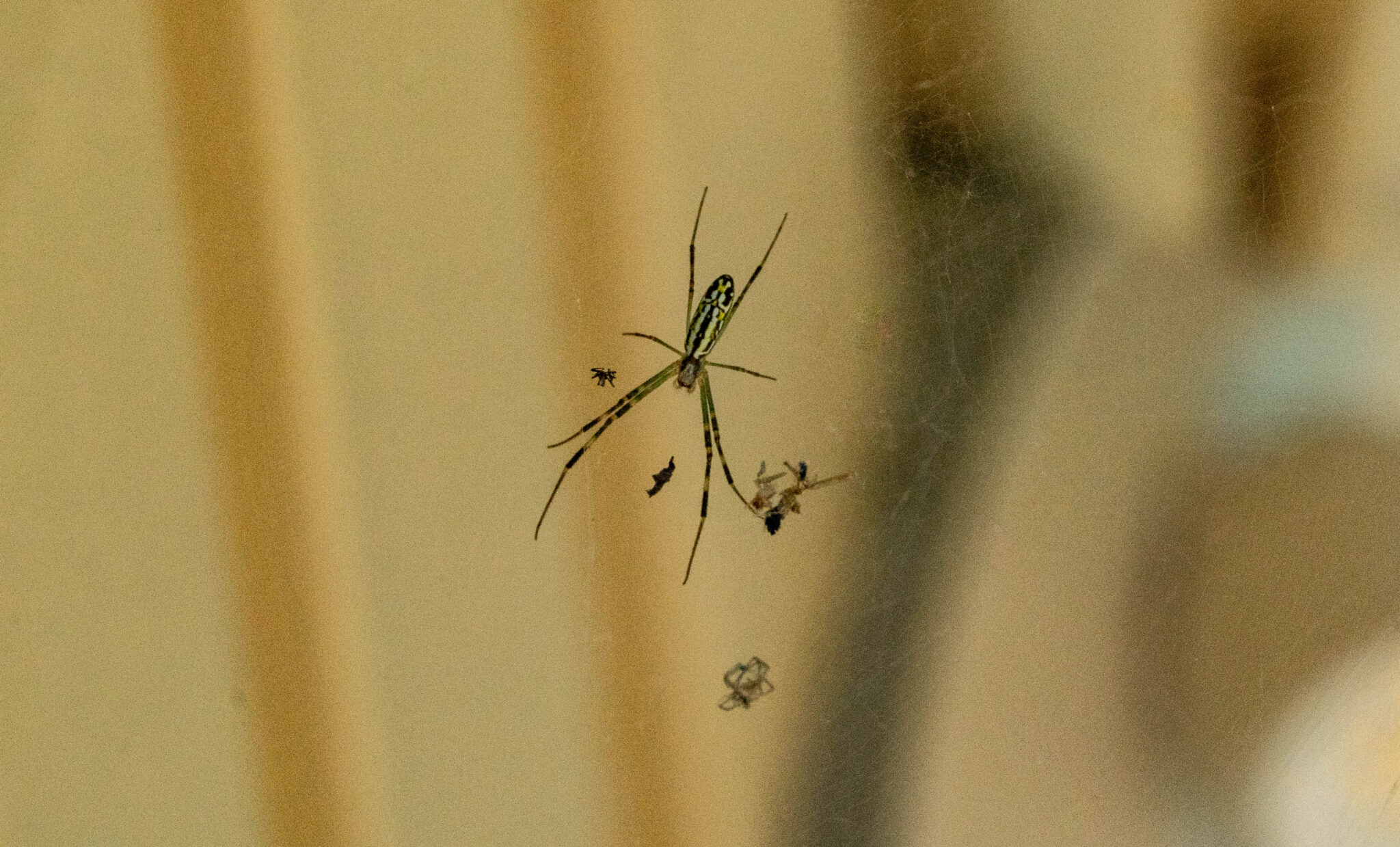 Joro spiders: a sticky neighbor - Now Habersham