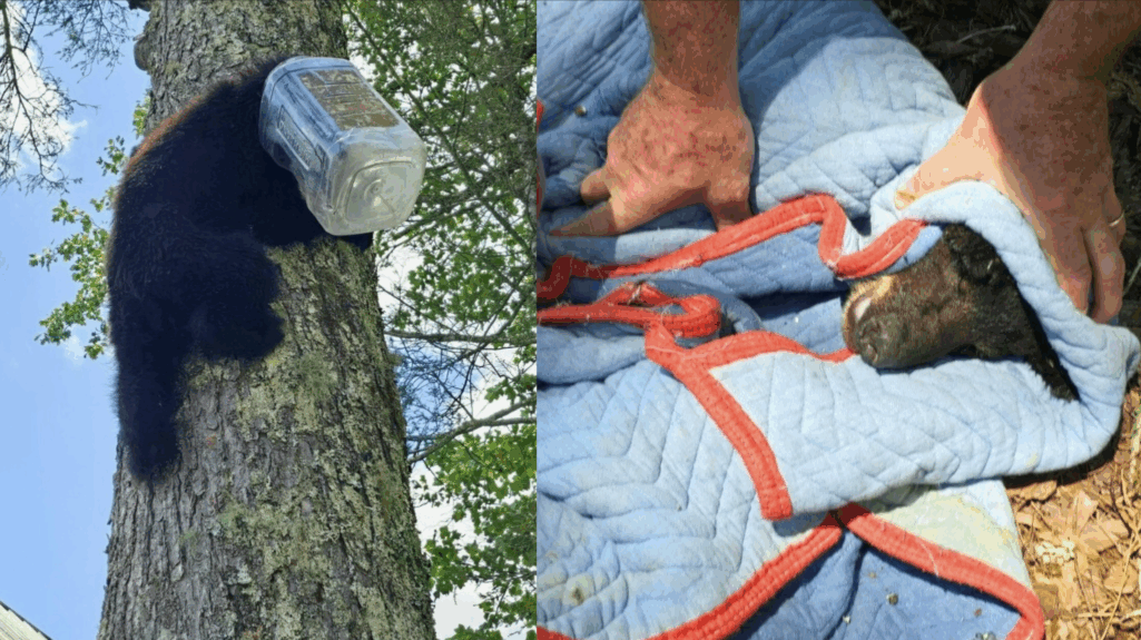 Young bear rescued after wandering with pretzel container stuck on head ...