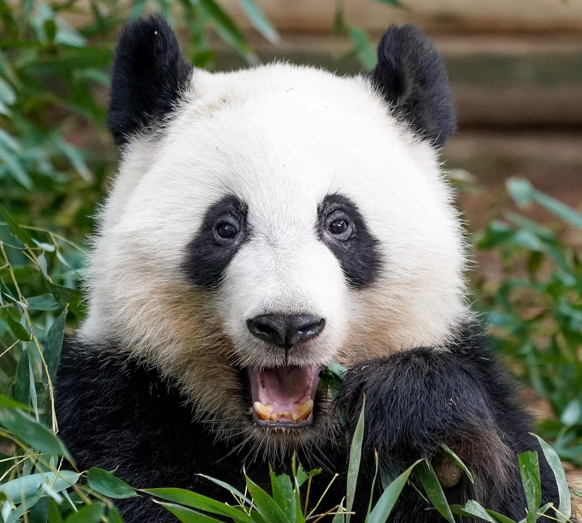 After two decades, Zoo Atlanta says goodbye to its giant pandas - Now ...